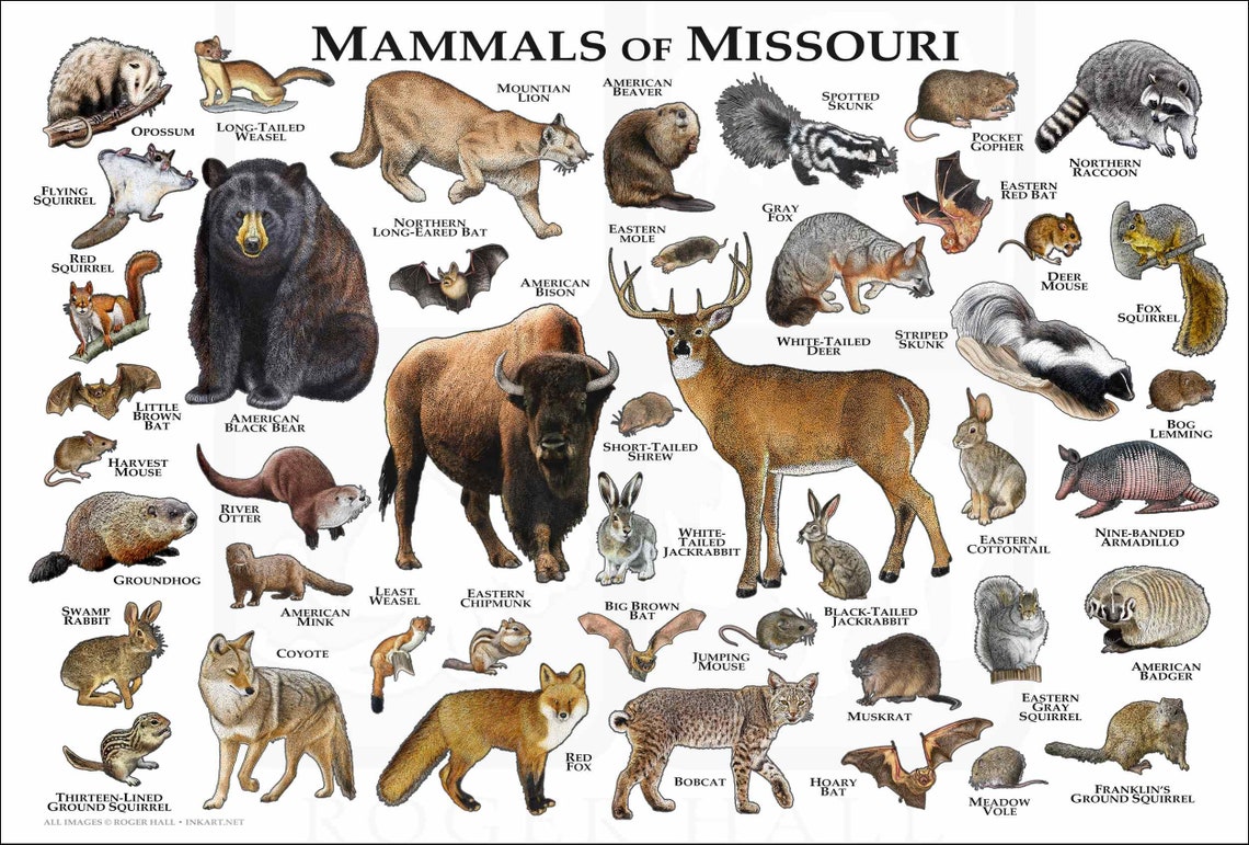 Missouri Mammals Poster Print: Field Guide Art - Signed - Etsy