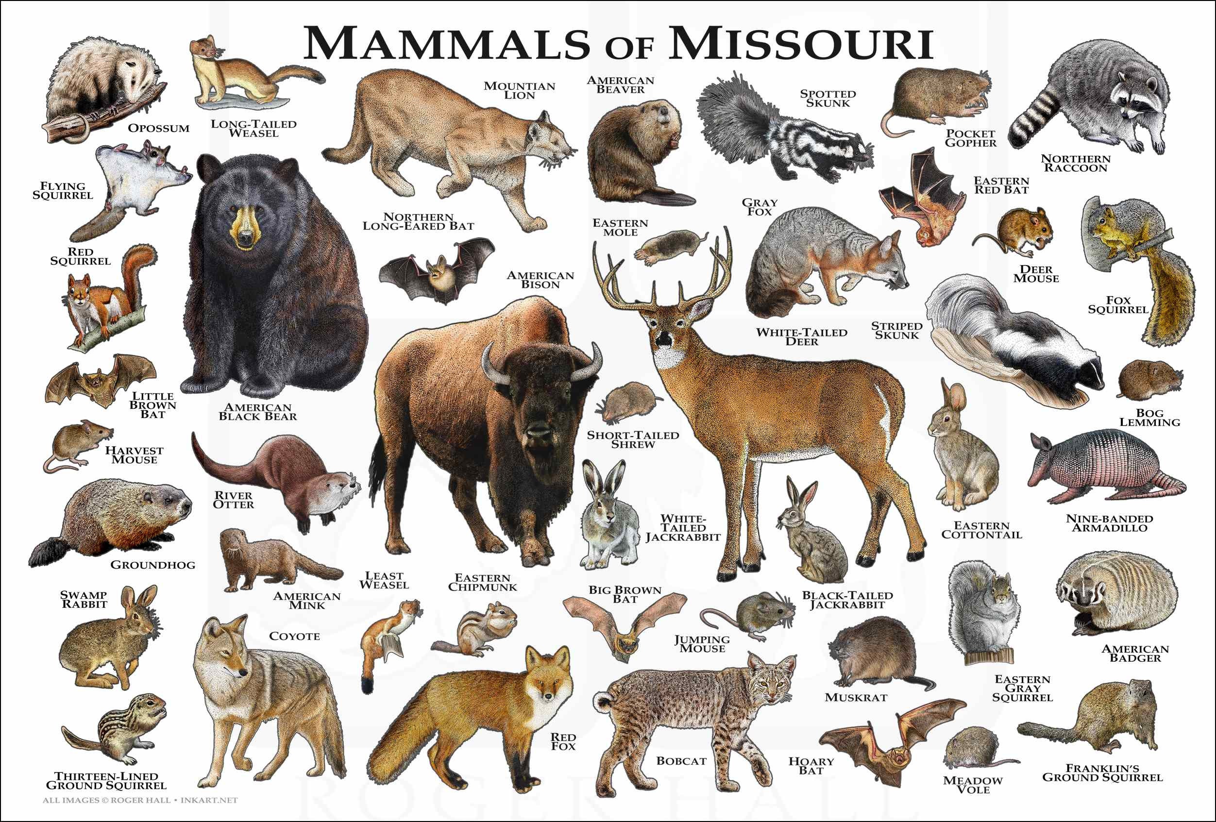 Mammals Animals List
