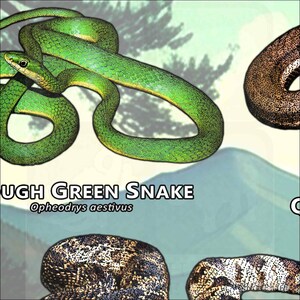 Snakes of West Virginia Poster Print/field Guide - SIGNED BY ARTIST! - Etsy