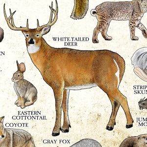 Wisconsin Mammals Poster Print: Field Guide Art - Signed - Etsy
