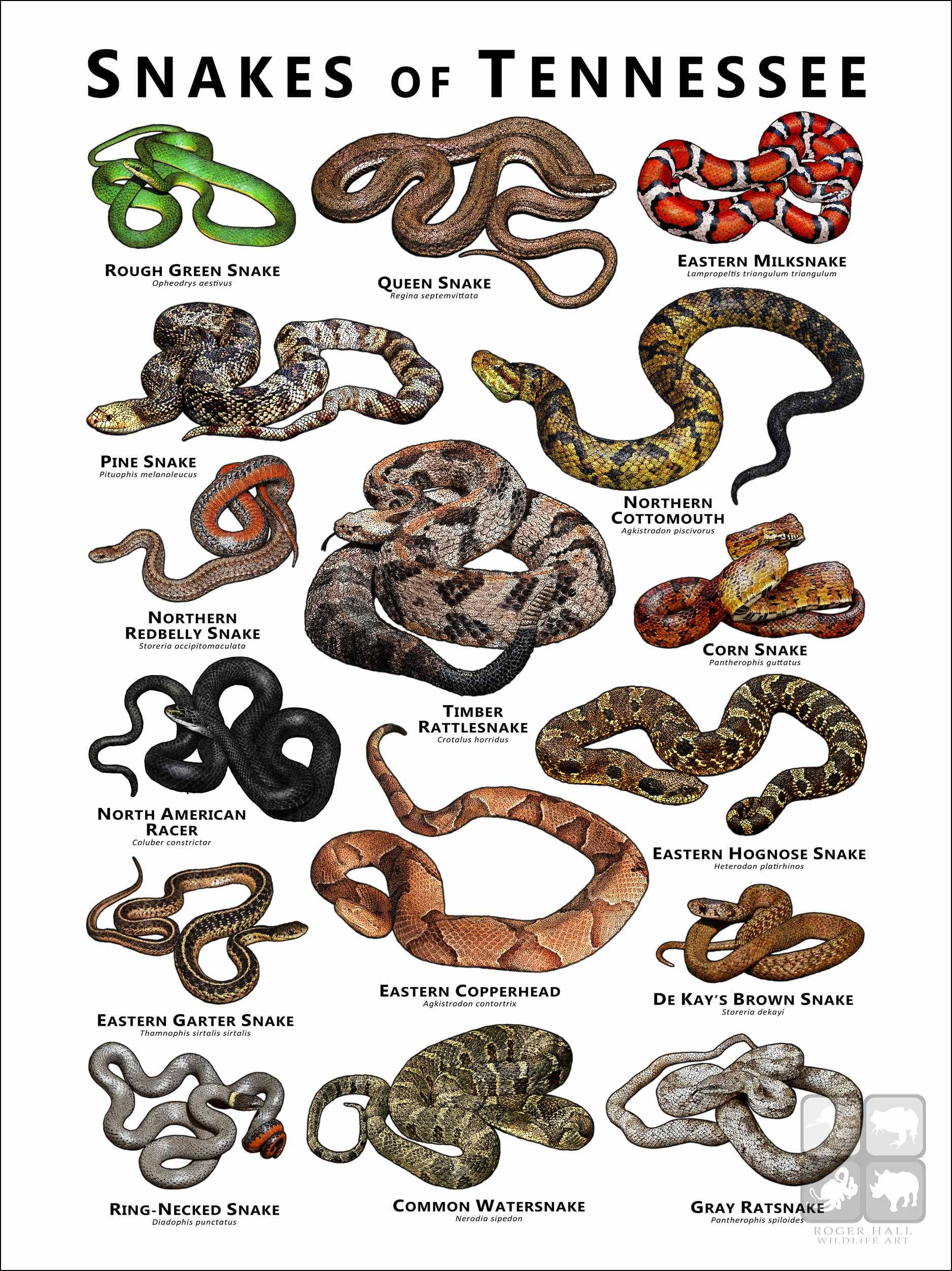 Snakes of Tennessee Poster Print/field Guide - SIGNED BY ARTIST! - Etsy