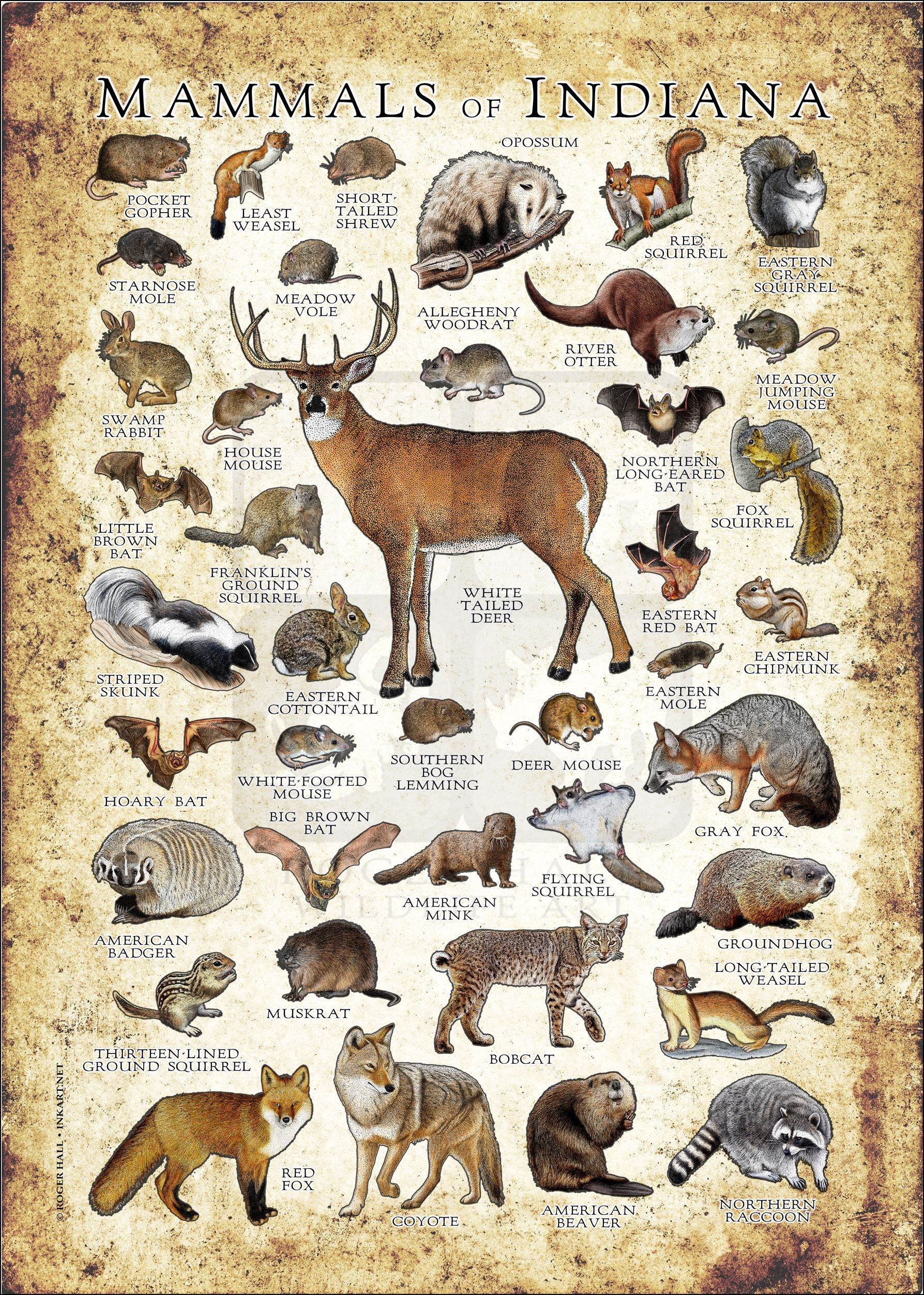 Indiana Mammals Poster Print: Signed Field Guide Art - Etsy UK