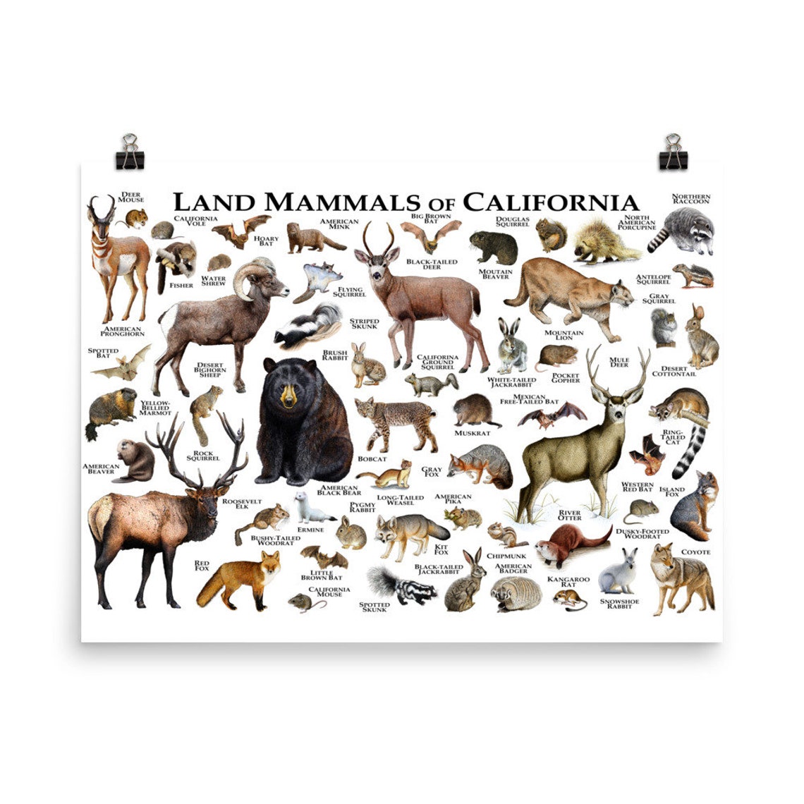 Mammals of California Poster Print / California Mammals Field | Etsy