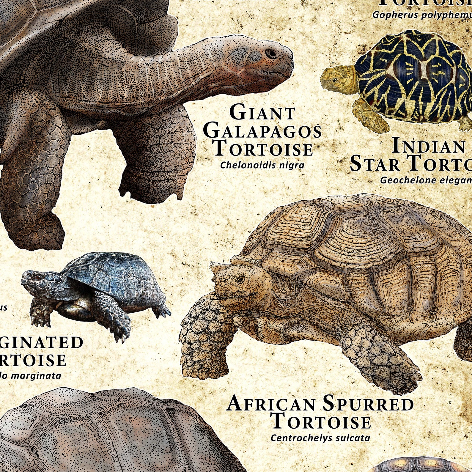 Tortoises of the World Poster Print | Etsy