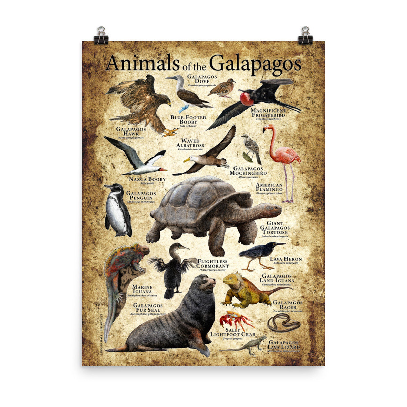 Animals of the Galapagos Islands Poster Print - Etsy