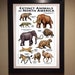 Extinct Animals of North America Poster - Etsy