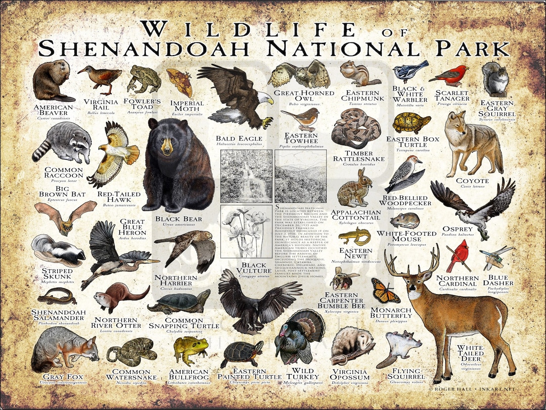 Wildlife of Shenandoah National Park Field Guide - Etsy
