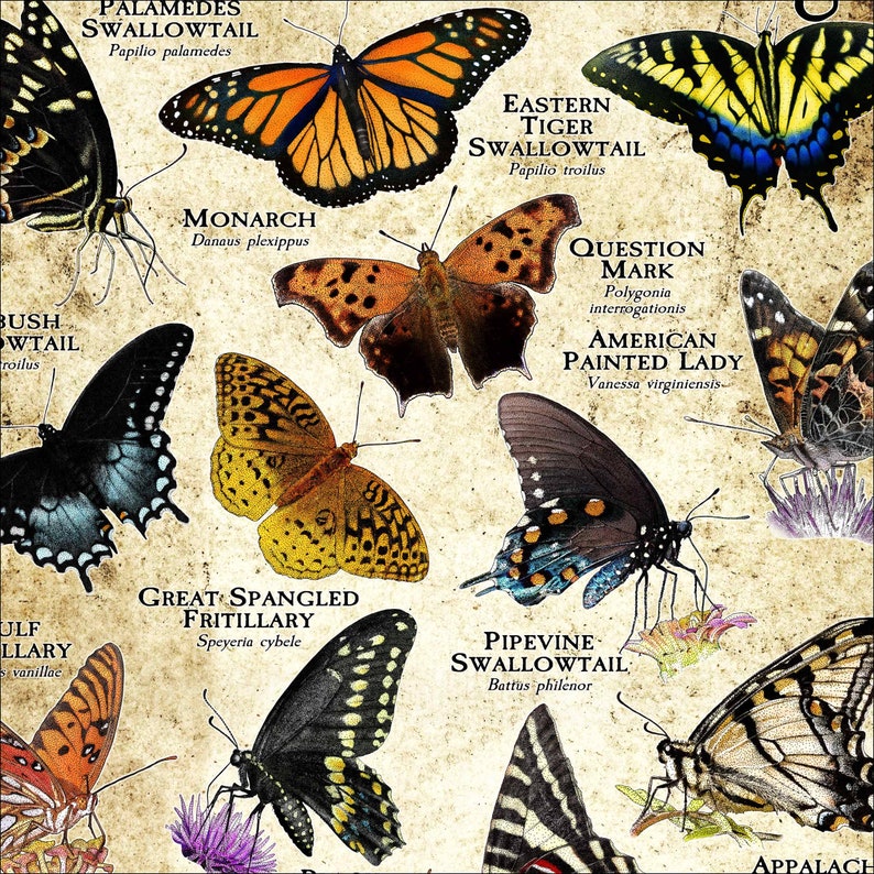 Butterflies of Georgia Poster Print/field Guide - SIGNED BY ARTIST! - Etsy