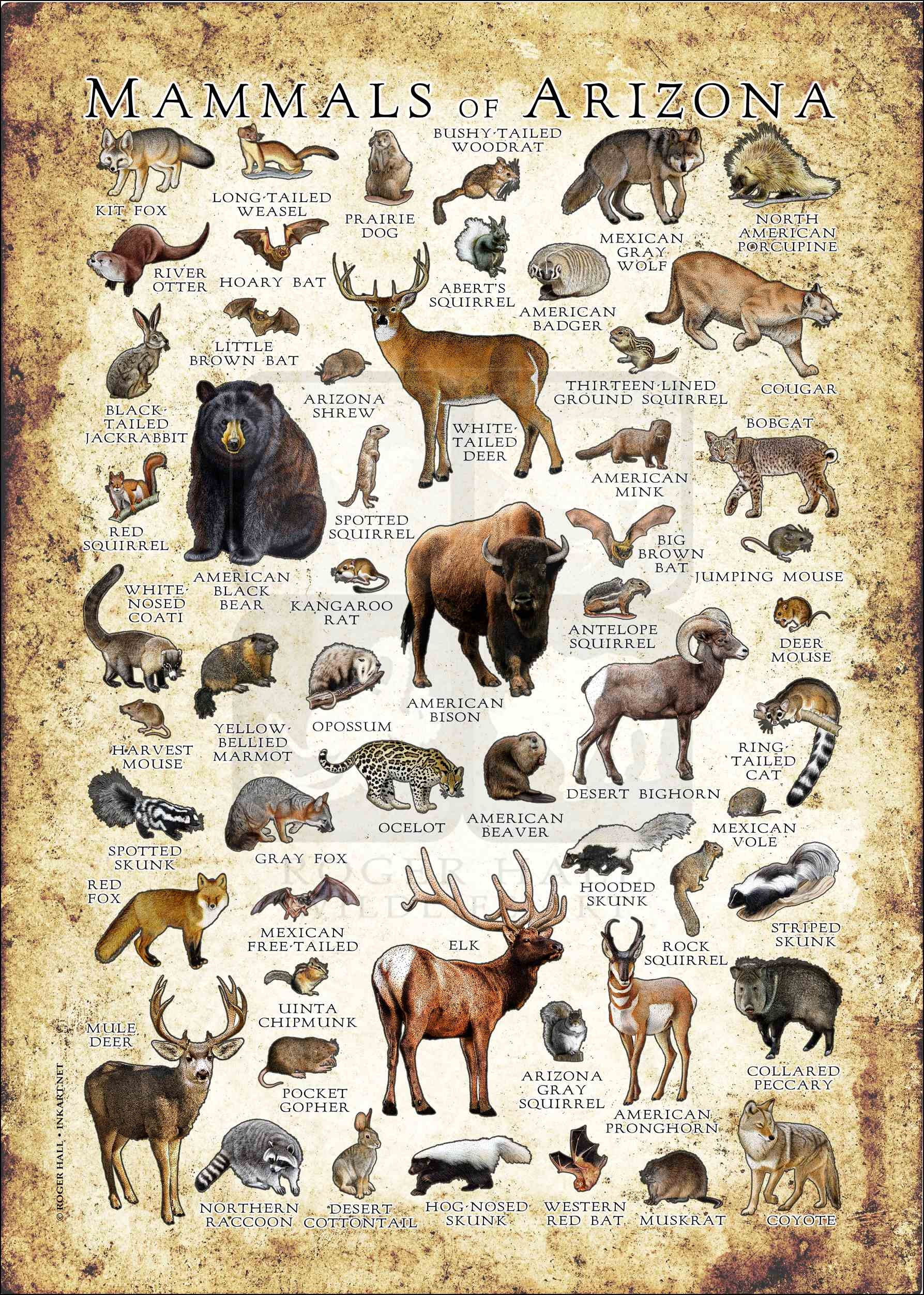 Arizona Mammals Poster Print: Field Guide Art - Signed - Etsy