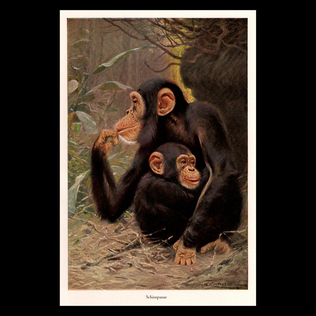 1930 Chimpanzee Print Chimp Great Ape Monkey Primate Vintage German ...
