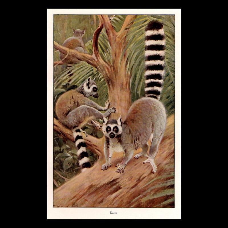 Lemur Print - Etsy