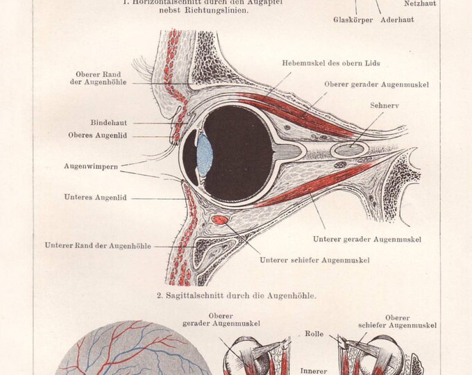 Human Eye Original 1922 Anatomy Print Optical System, Optometry, Wall ...