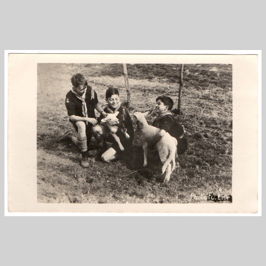 Vintage French Boy Scouts Real Photo Postcard Boys With Lamb Sheep ...