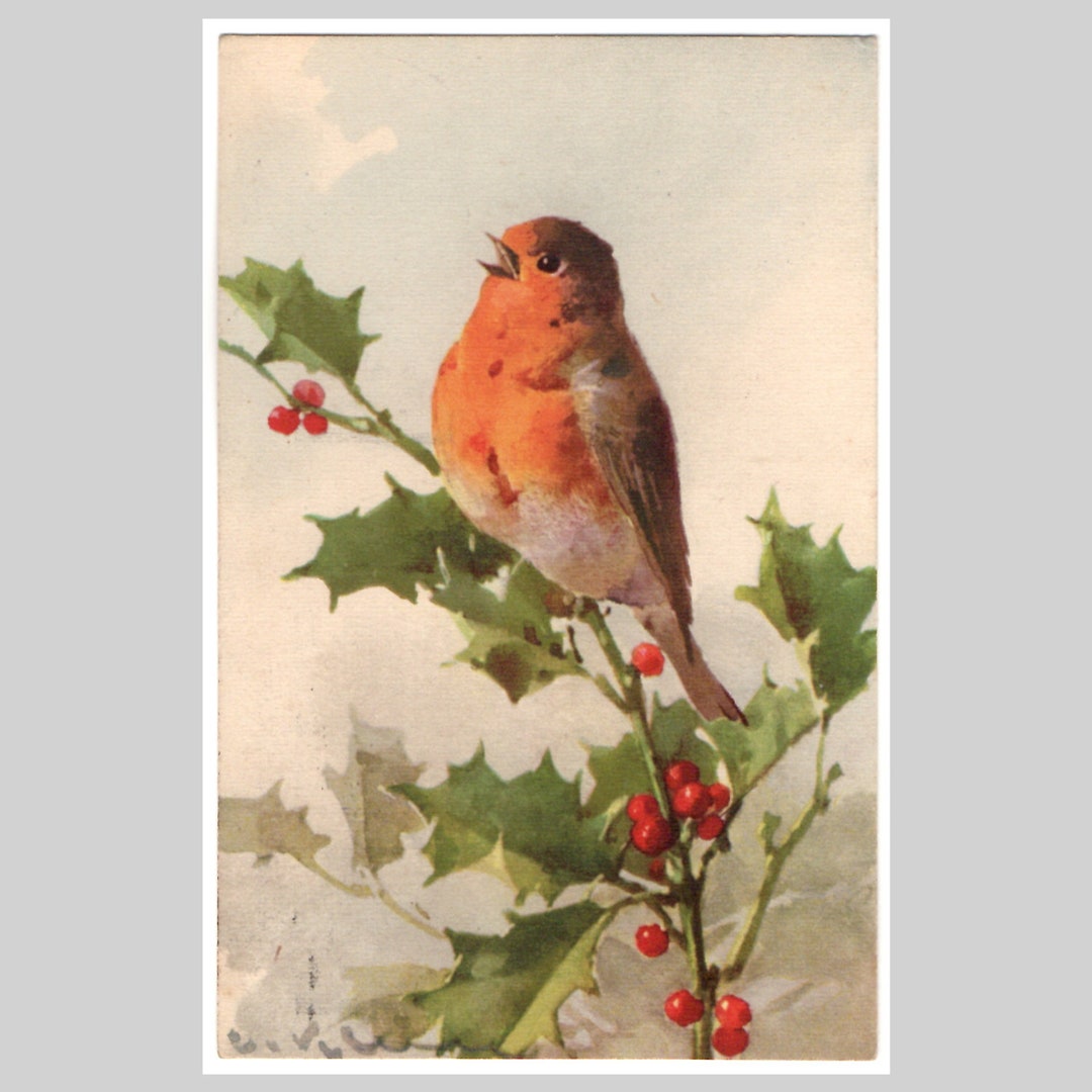 Vintage Illustrated Robin Postcard Artist Signed Catherine Klein Bird ...