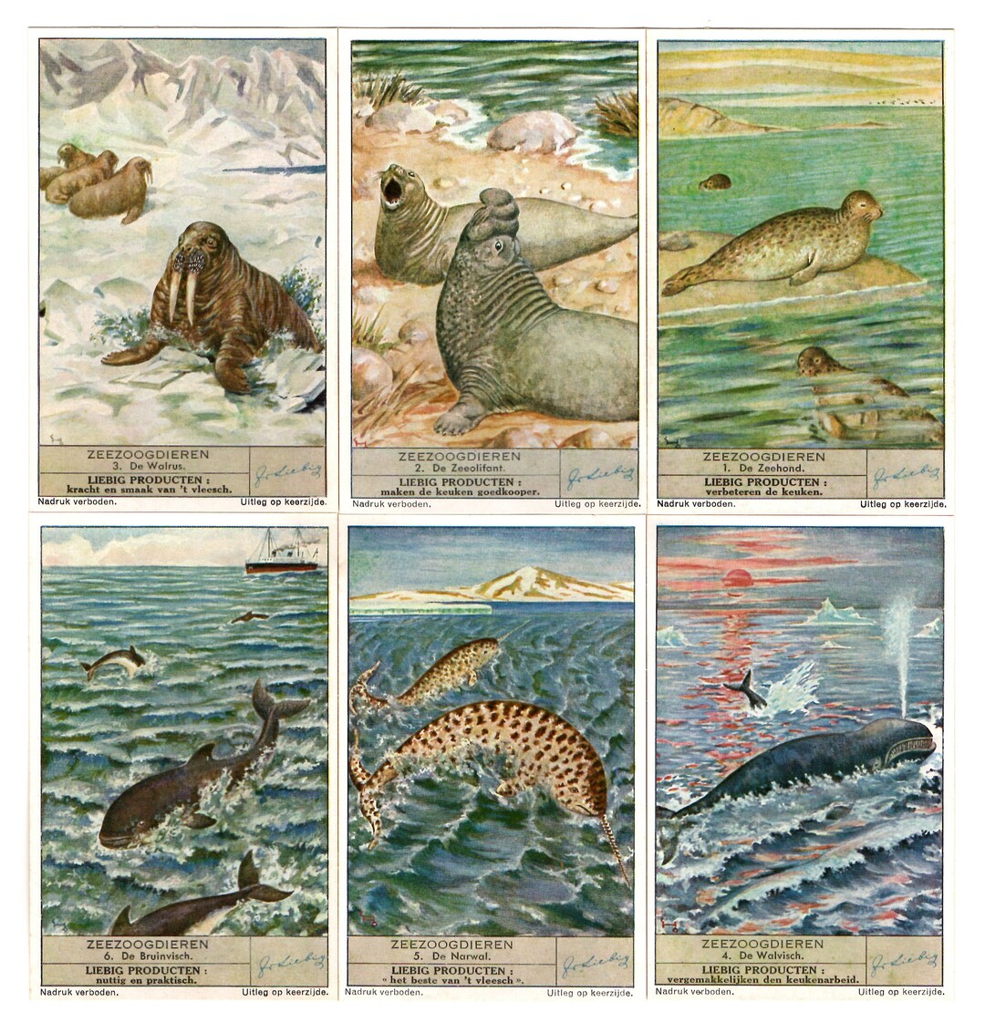 1941 - Aquatic Mammals Animals Ocean Sea Fauna Marine Biology - Full ...