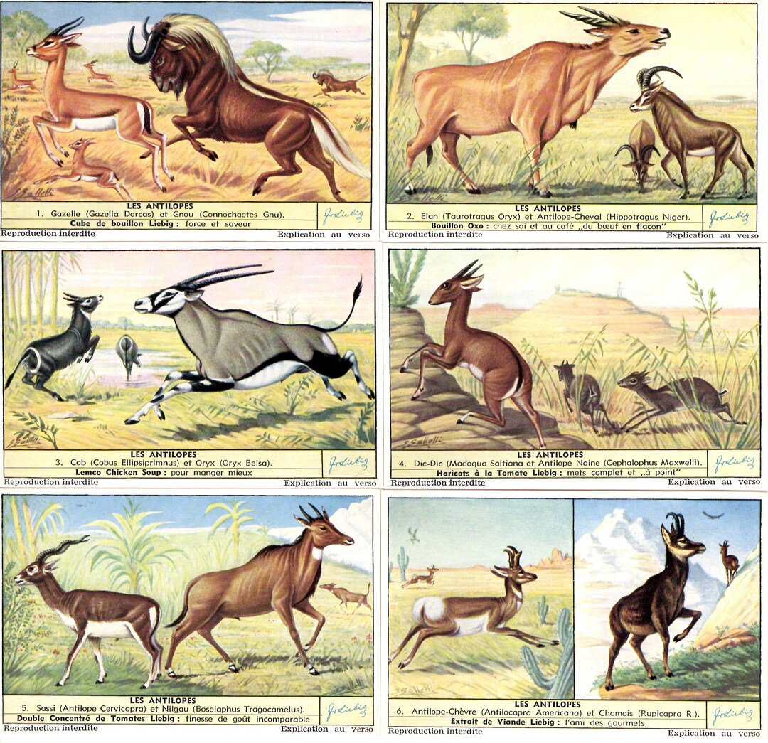 1953 Antelope Species Full Set of 6 Vintage Belgian Liebig Trade Cards ...