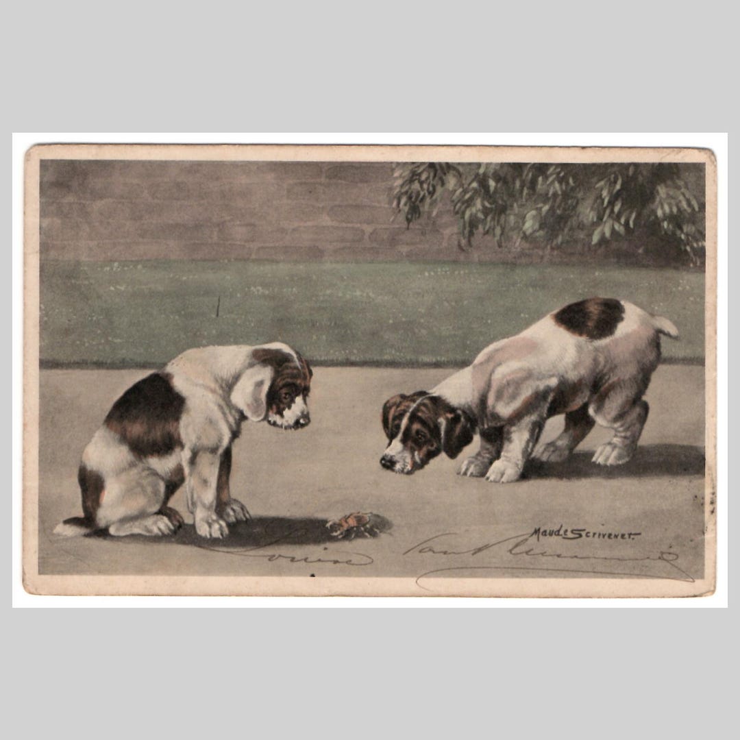 Vintage Maude Scrivener Postcard - Puppies Dogs Beetle Artist Signed ...