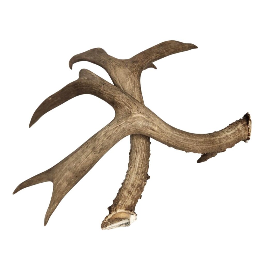 Matching Deer Antlers Set Real Antlers Rustic Decor Craft Pair for ...