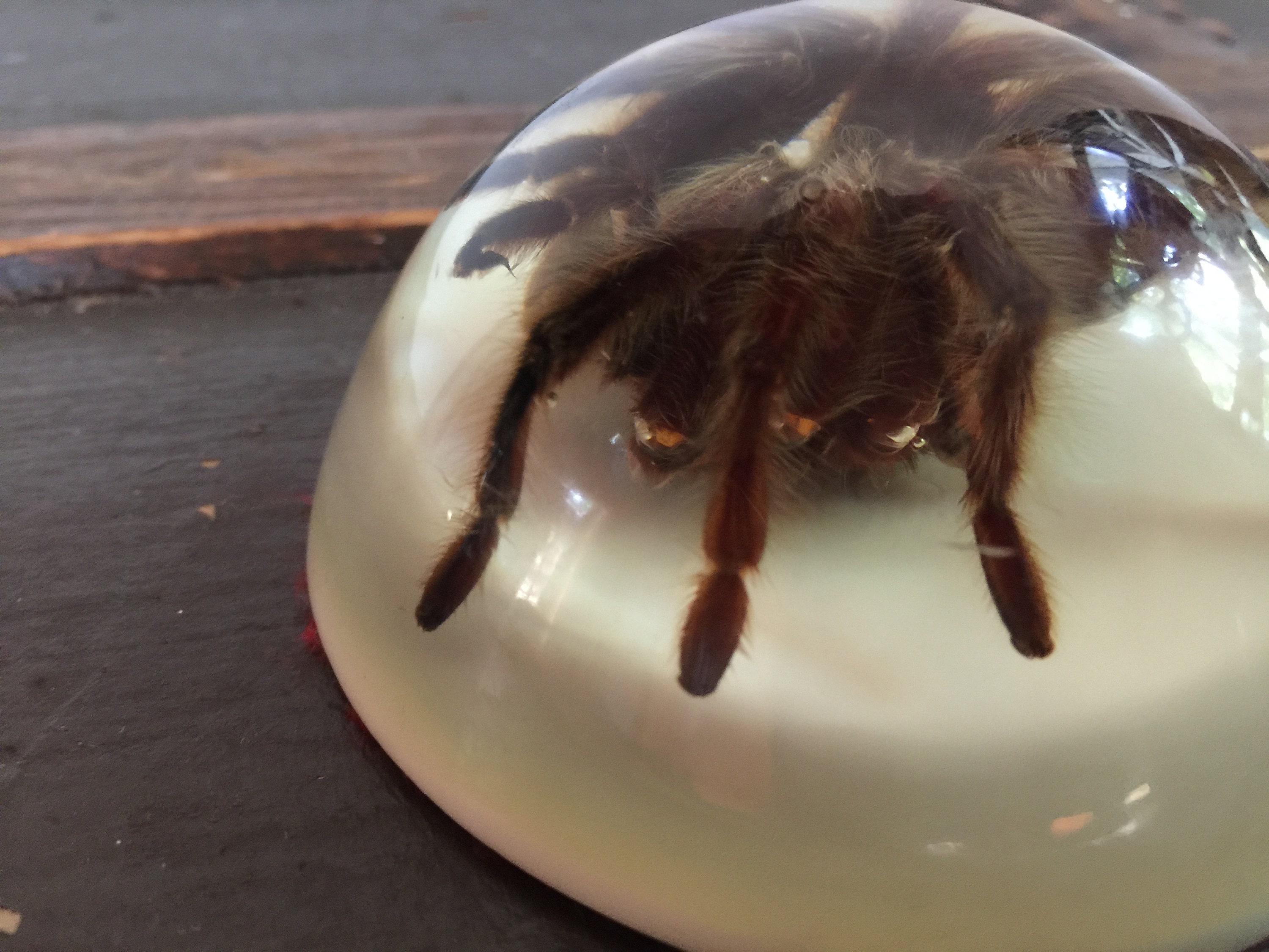 Vintage Half Dome Tarantula Paperweight - Etsy