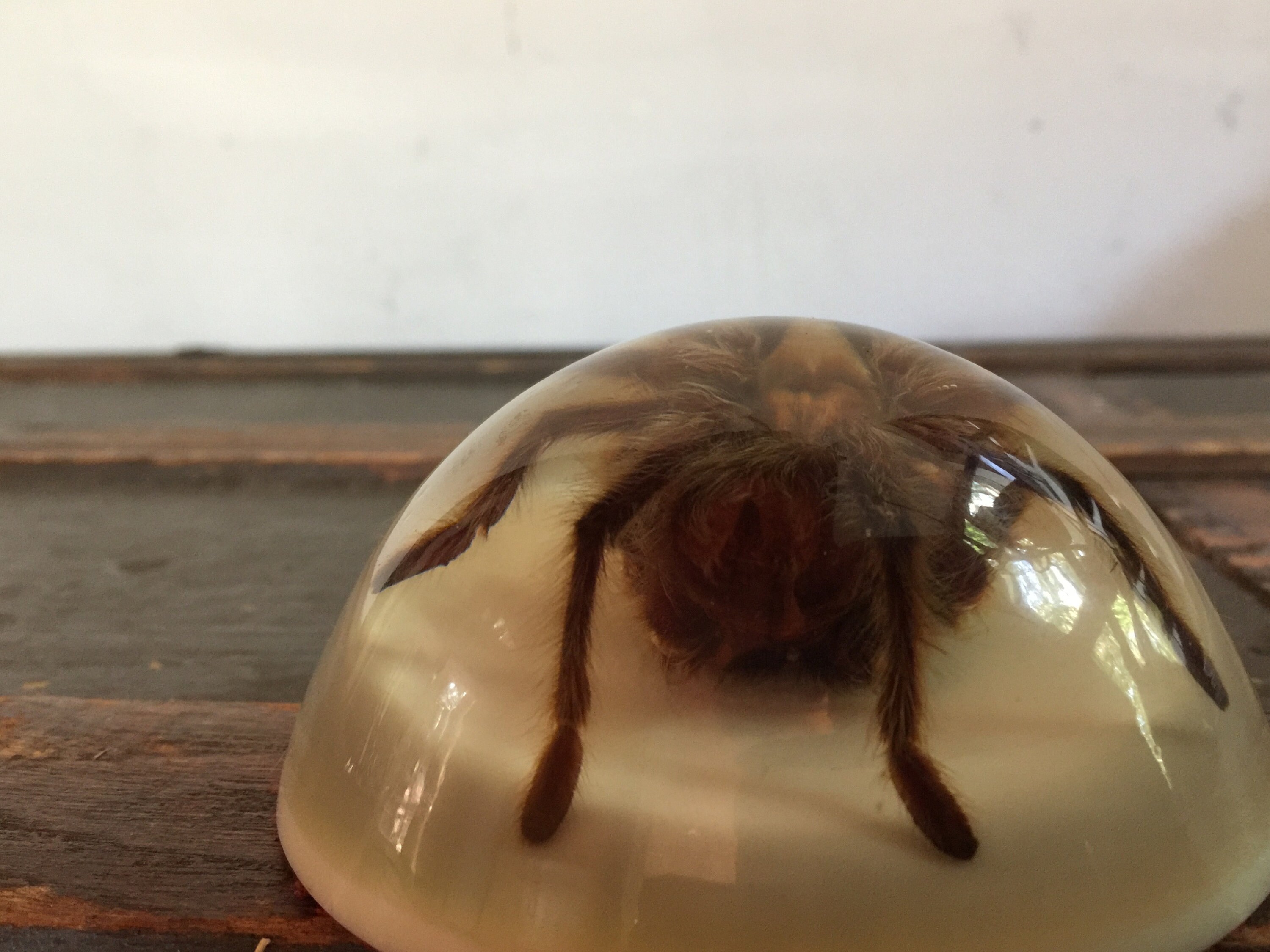Vintage Half Dome Tarantula Paperweight - Etsy