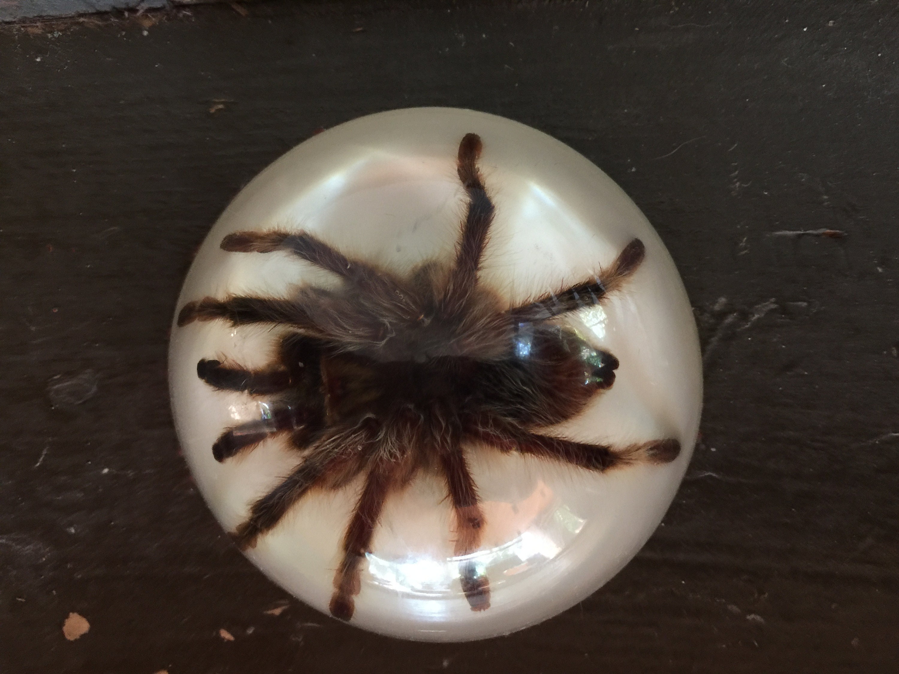 Vintage Half Dome Tarantula Paperweight - Etsy