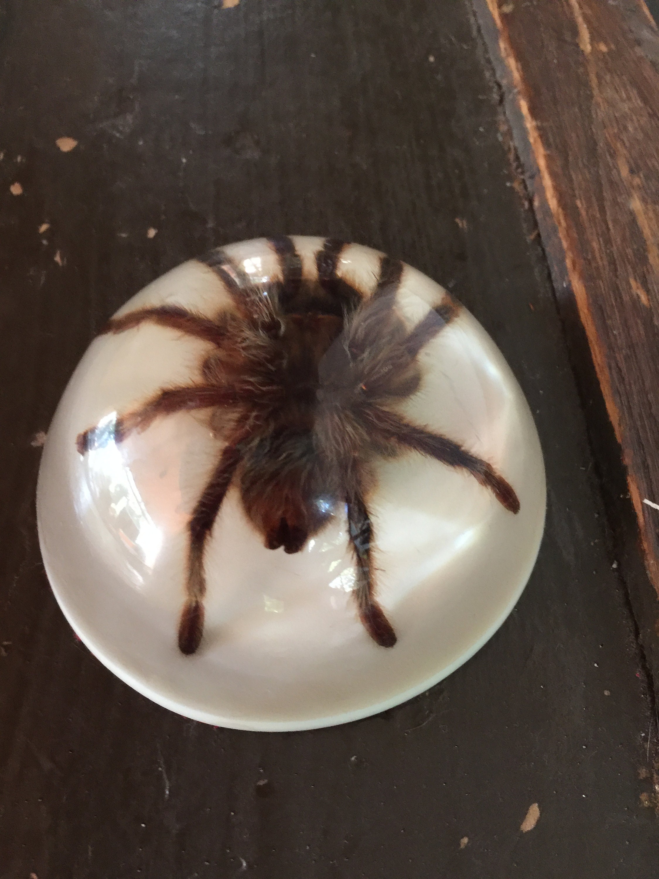 Vintage Half Dome Tarantula Paperweight - Etsy