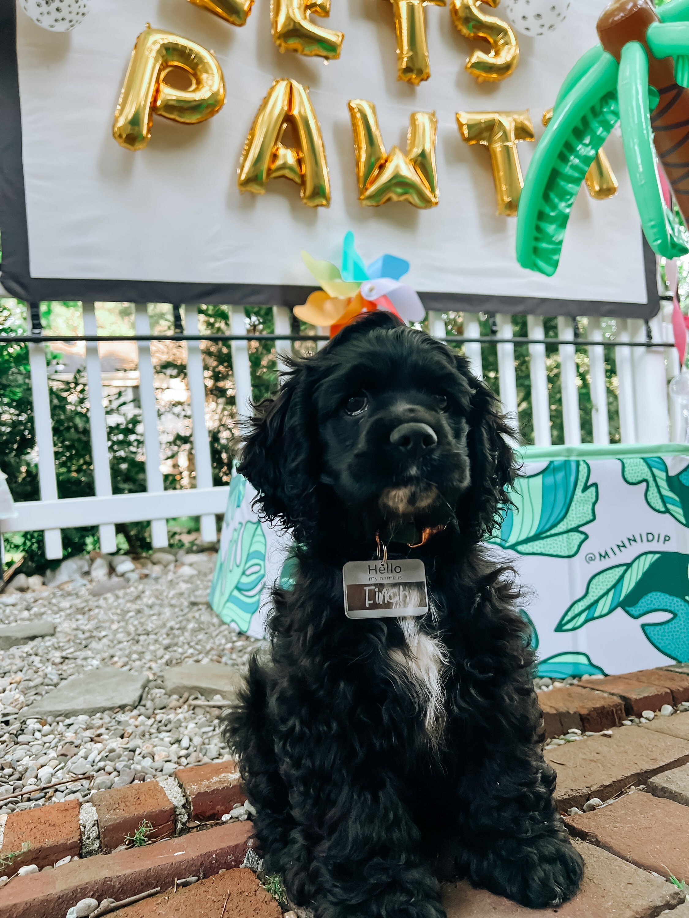 Hello My Name Is: Dog Name Tag, Thick Acrylic - Etsy