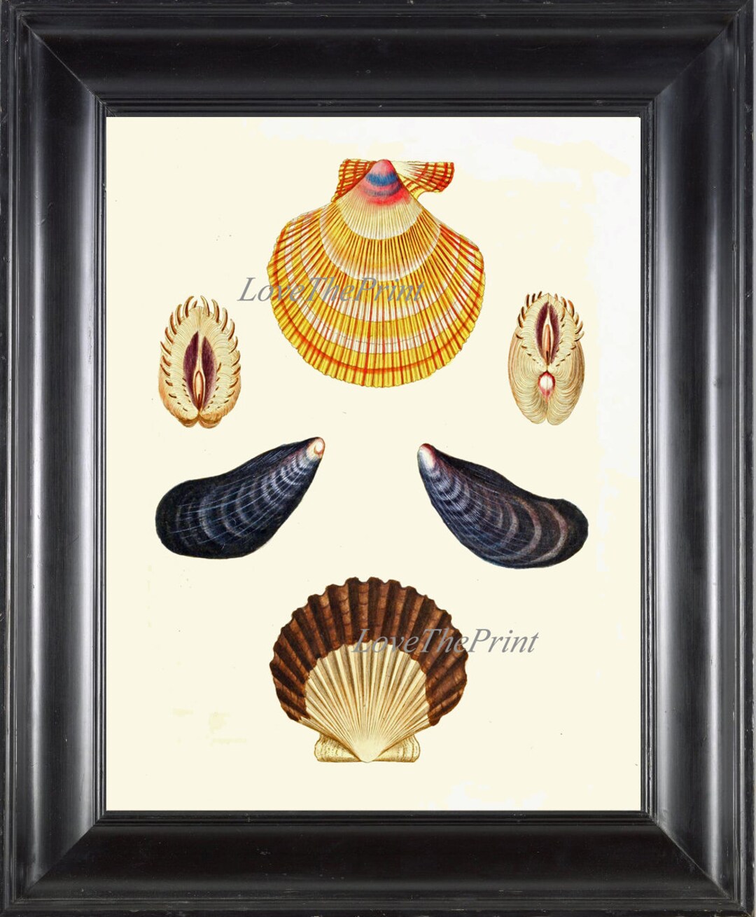 Sea Shell Print Wall Art KG4 Beautiful Antique Seashell Blue Ivory ...
