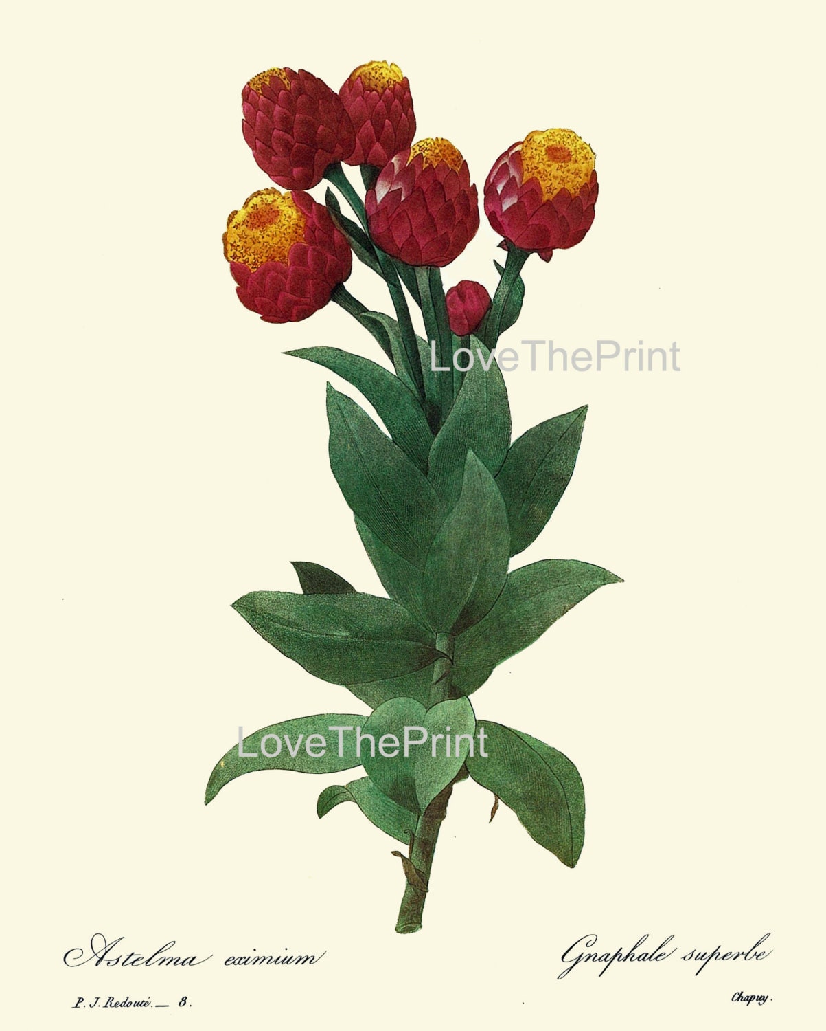 Botanical Print R22 Wall Art Beautiful Red Flowers Spring - Etsy