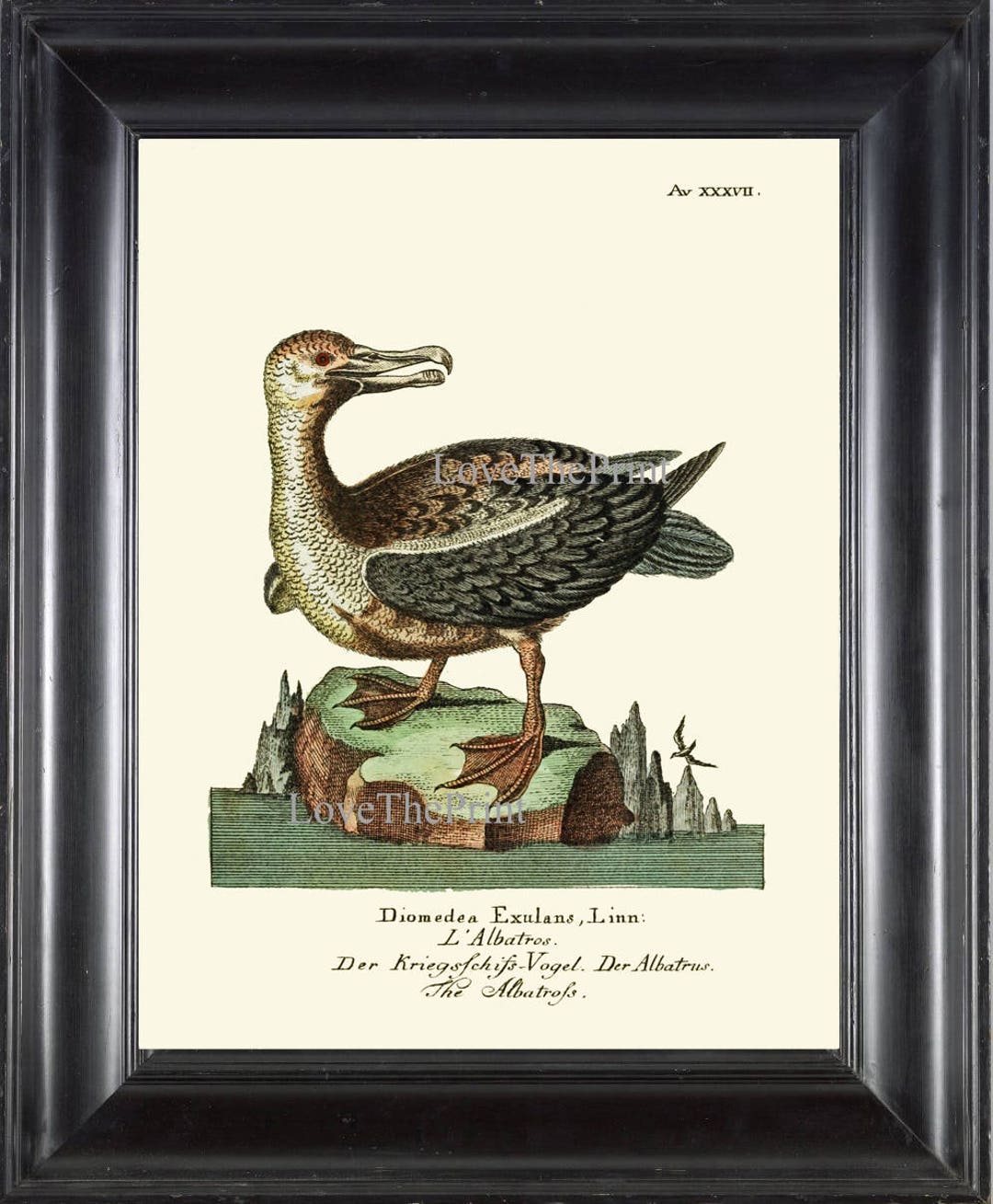 Bird Art Print HJF4 Beautiful Antique Albatross Seabird Sea Ocean ...