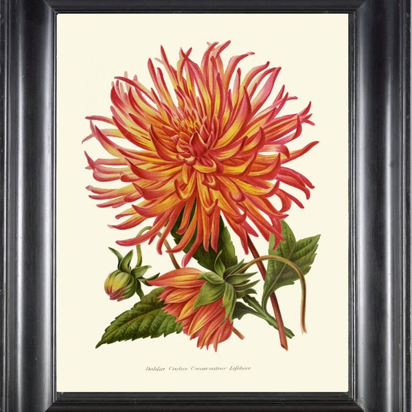 Dahlia Print - Etsy
