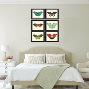Butterfly Print SET of 6 Art Print 8X10 NODD Antique Butterfly Insect ...