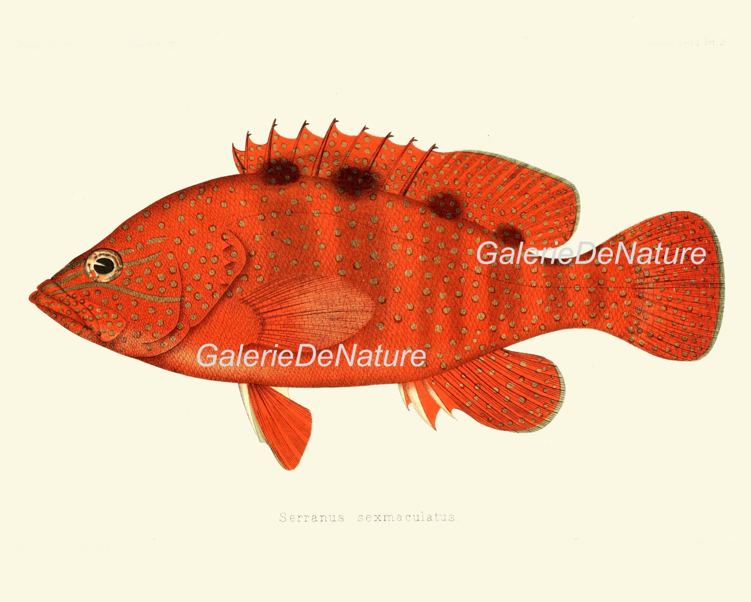FISH PRINT Art F 2 4x6 5x7 8x10 11x14 Beautiful Large Orange Spotted ...