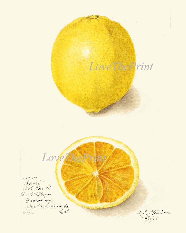 Lemons Print Set of 6 Prints Wall Art Beautiful Antique Citrus Fruit ...