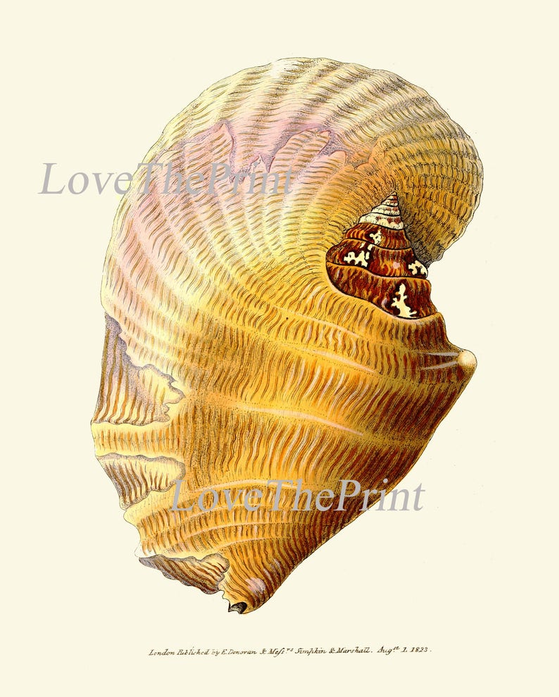 Seashell Sea Shell Art Print Set of 4 Antique Beautiful Large Ocean Sea ...