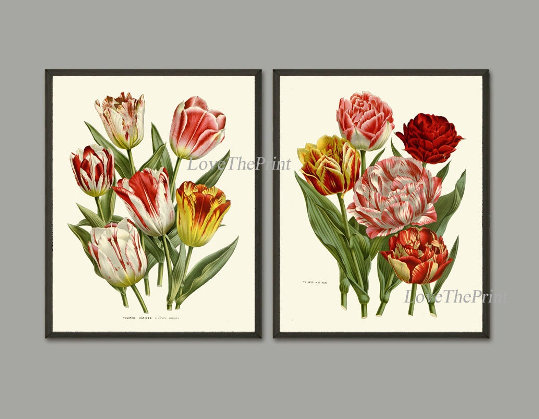 Tulip Prints Botanical Wall Art Set of 2 Flowers Beautiful Red White ...