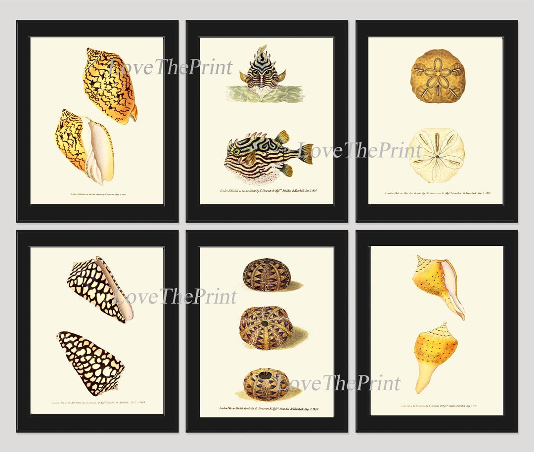 Seashell Sea Shell Art Print Set of 6 Antique Beautiful Ocean Sea ...