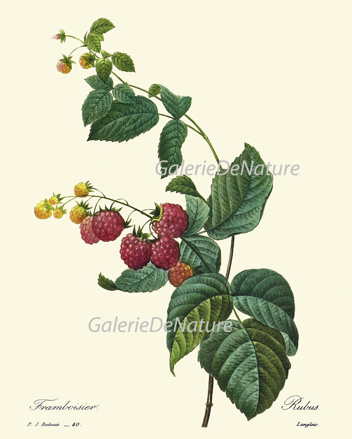Fruit Berry Print R4 Wall Art Beautiful Red Yellow Raspberries - Etsy