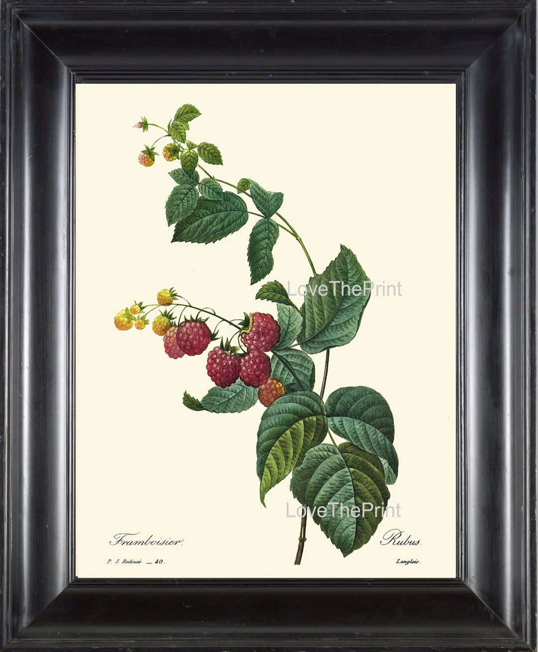 Fruit Berry Print R4 Wall Art Beautiful Red Yellow Raspberries Spring ...