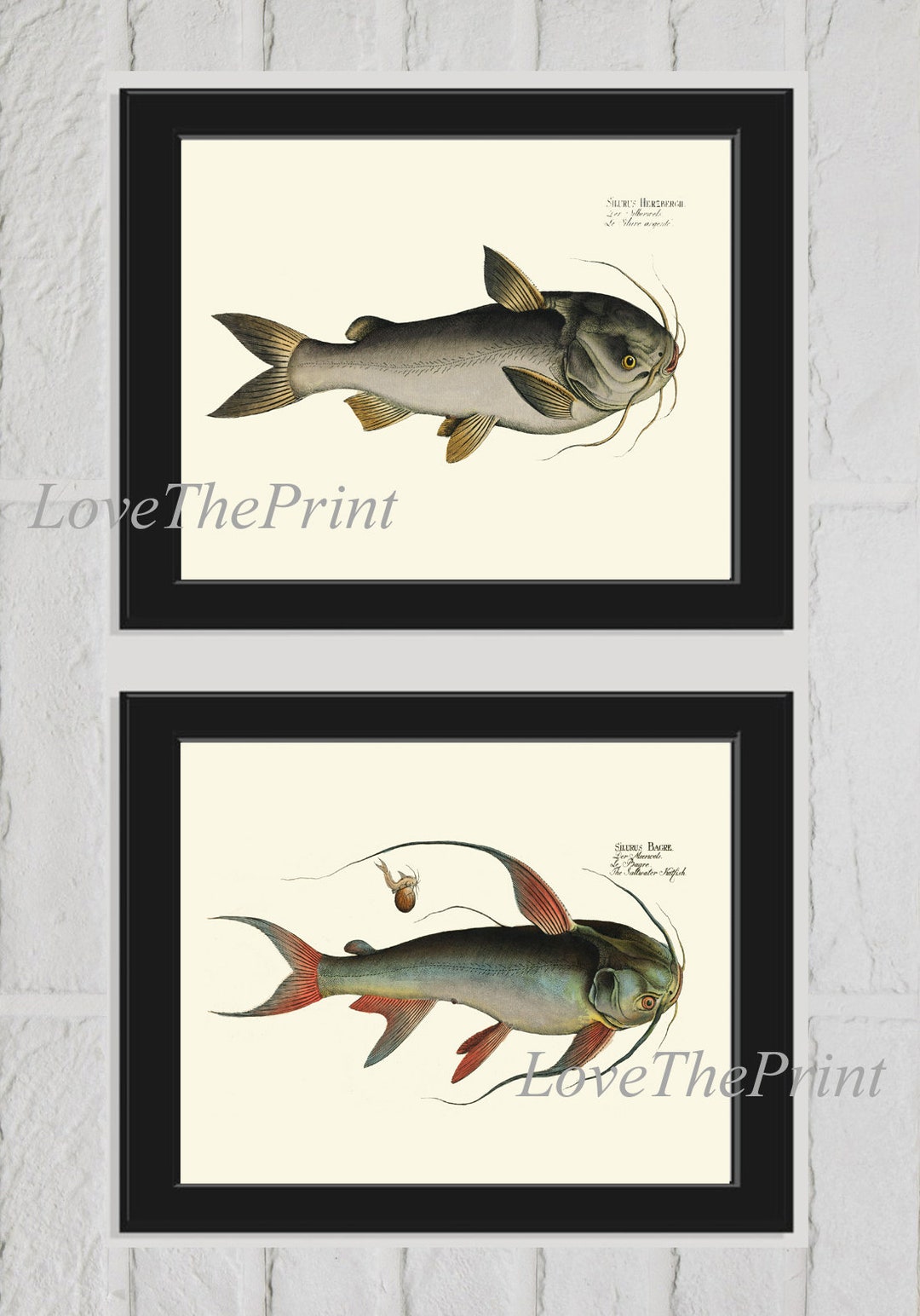 Catfish Fish Print Set of 2 Beautiful Antique Vintage Lake River Nature ...