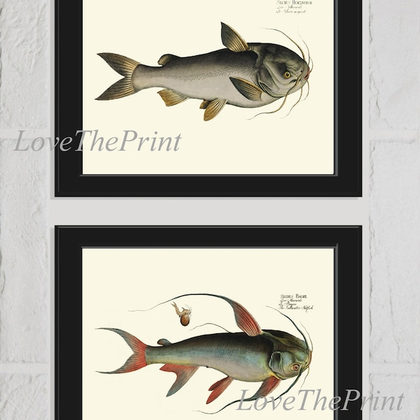 Catfish Print - Etsy