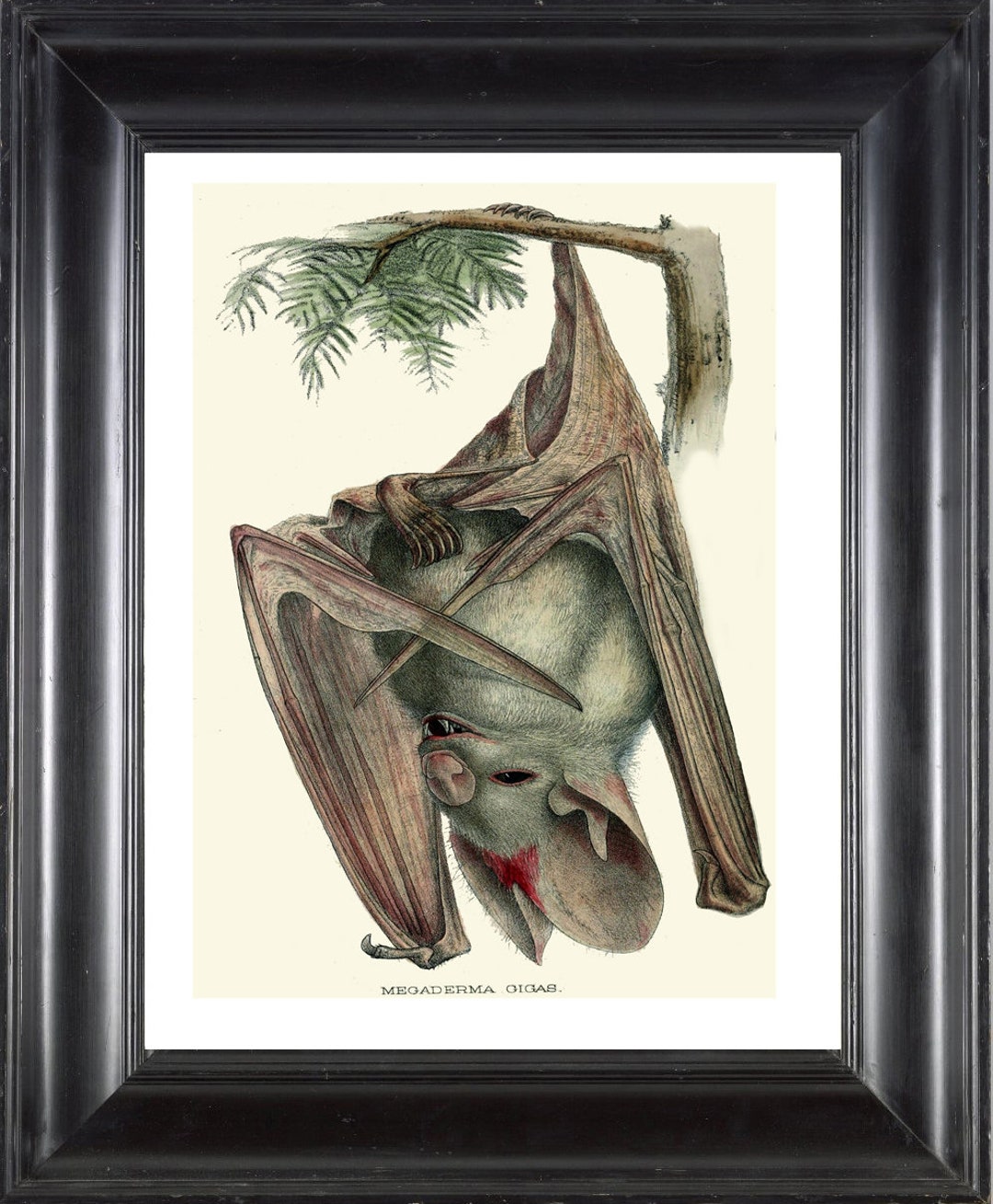 Bat Print Wall Art Antique Illustration Poster Picture Drawing Zoology ...