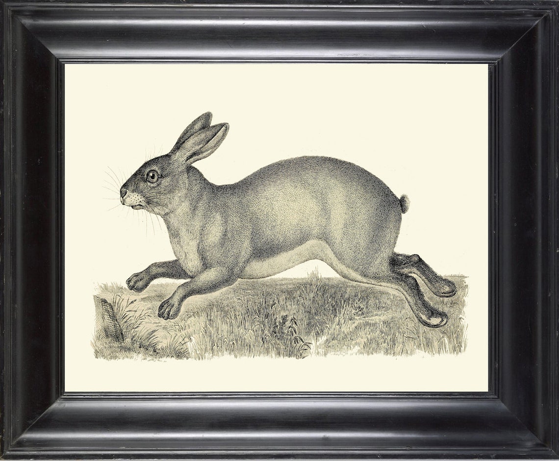 Bunny Rabbit Print 12 Wall Art Beautiful Antique Animal - Etsy