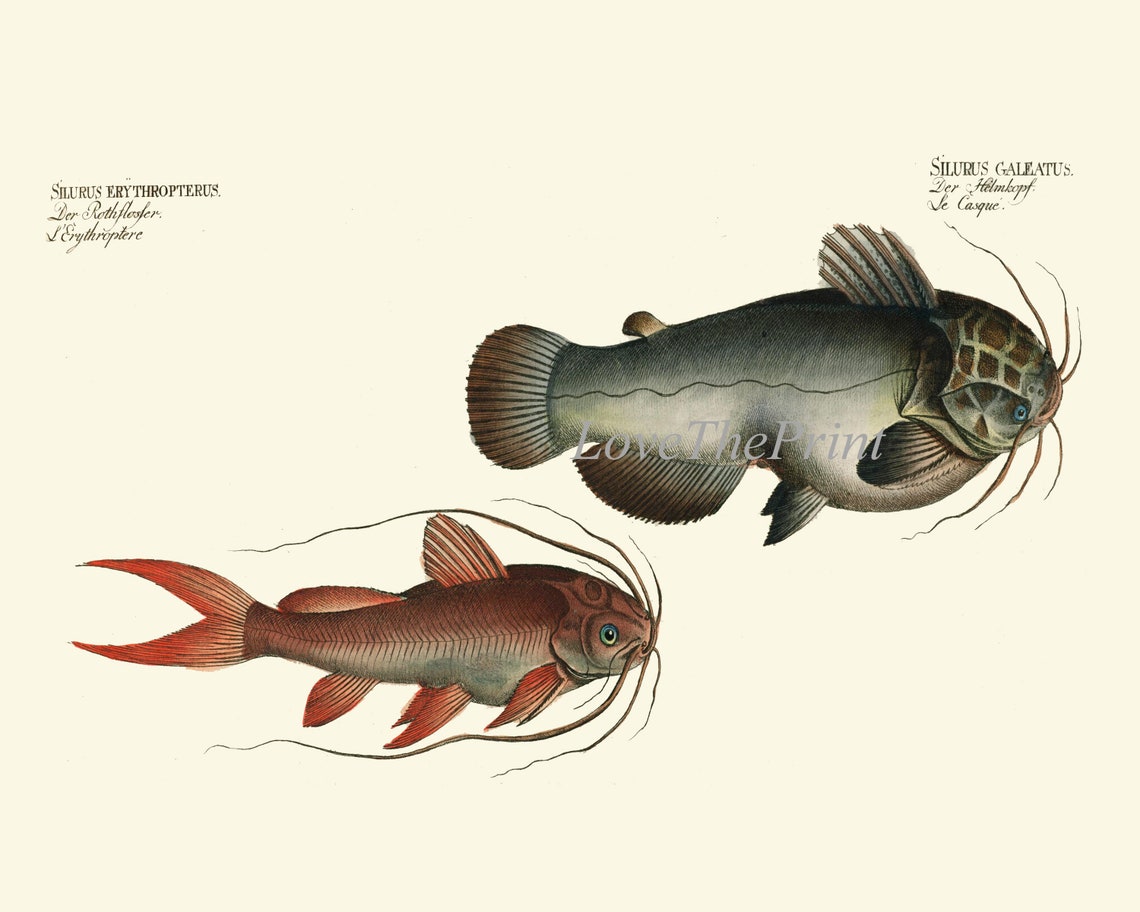 Catfish Fish Art Print Set of 4 Antique Beautiful Lake River Fishing ...