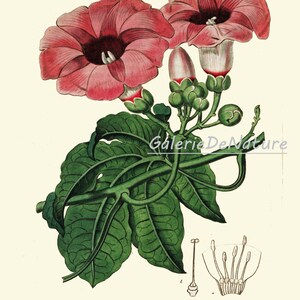 BOTANICAL PRINT Art ED24 Beautiful Flower Pink Morning Glory Moonflower ...