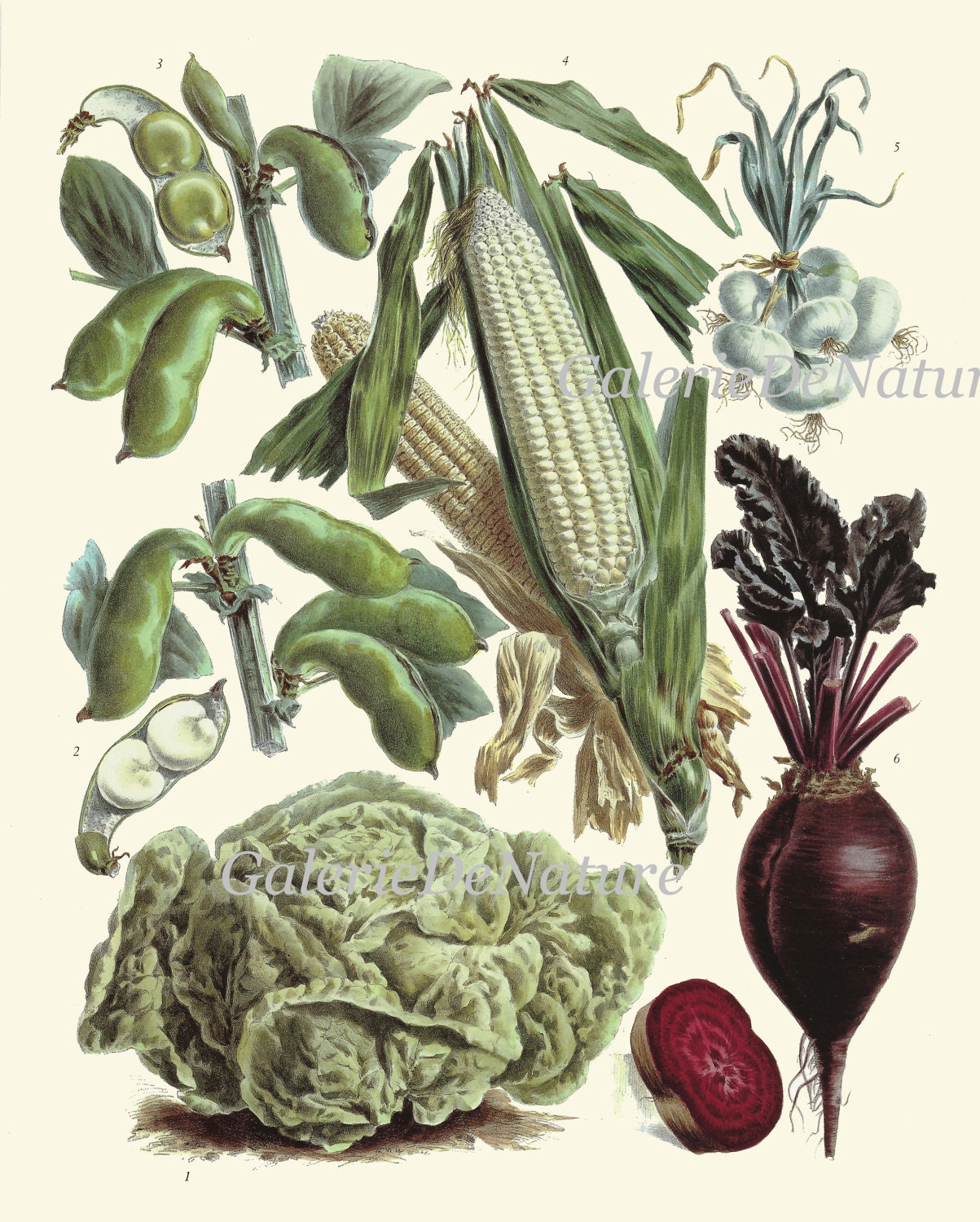 Vegetable Print Set of 12 Wall Art Beautiful Antique French | Etsy