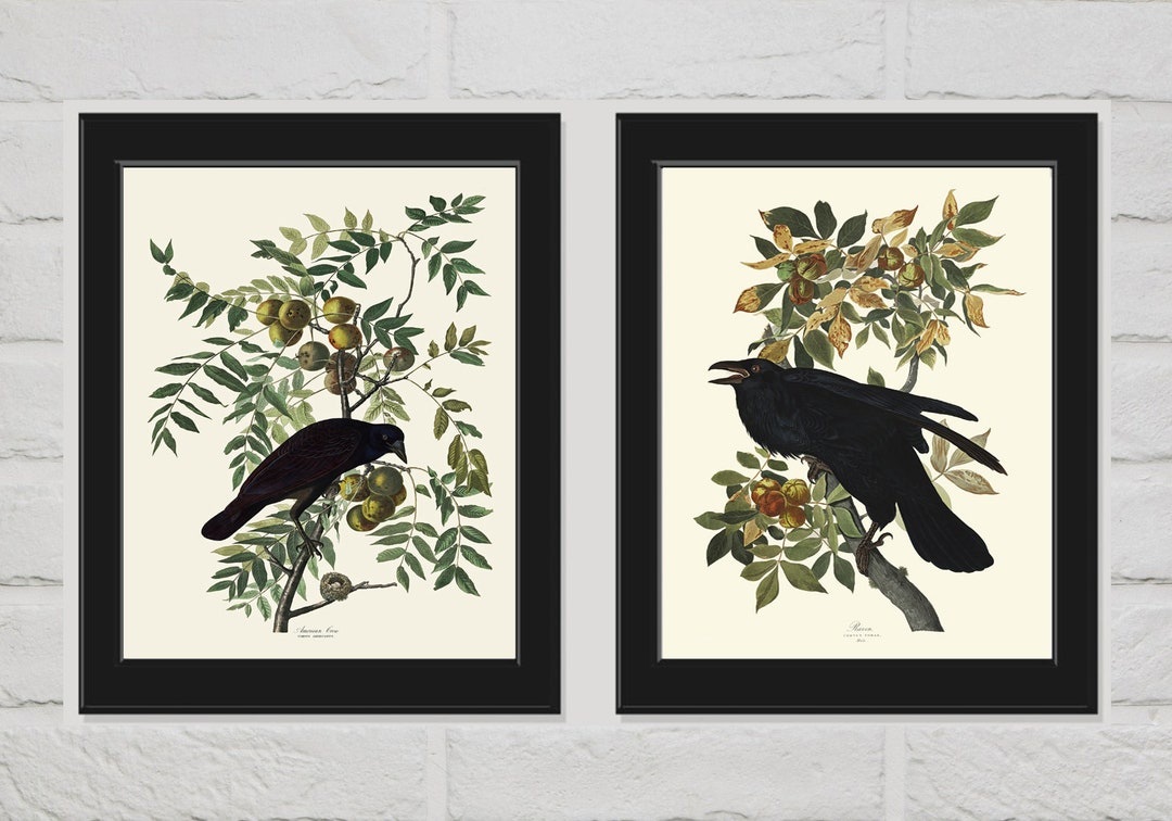 Audubon Crow and Raven Birds Print Set of 2 Beautiful Antique Vintage ...