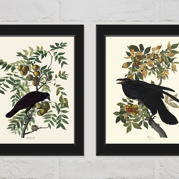 Raven Black Bird - Etsy