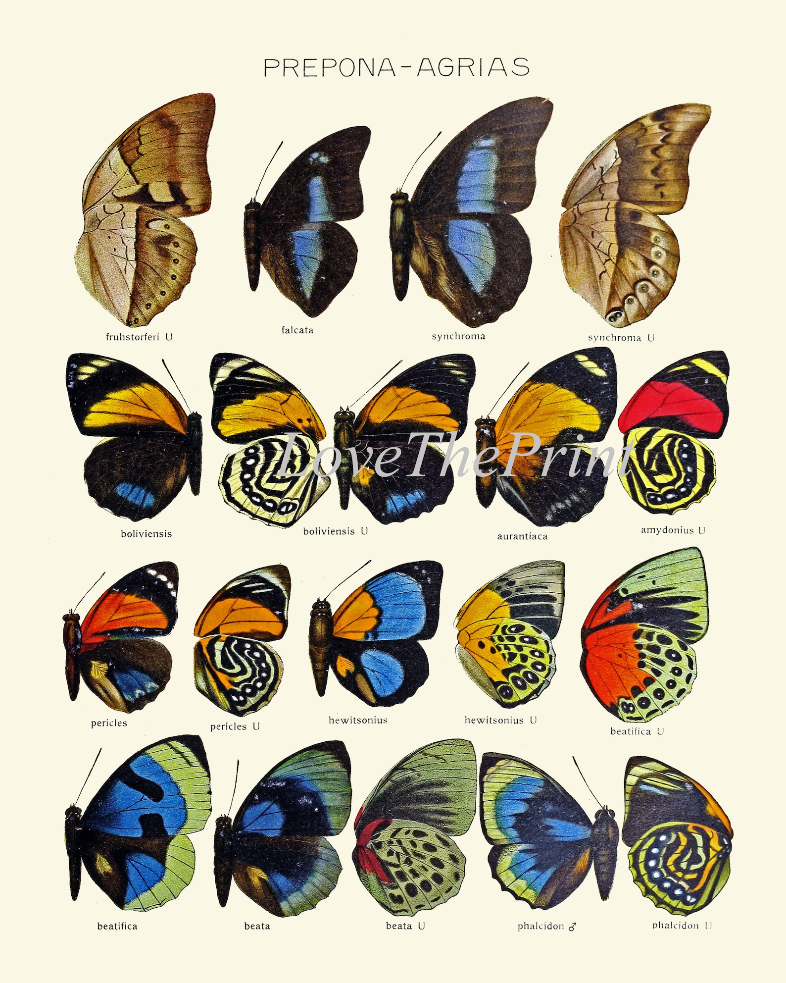 Beautiful Butterflies Chart PRINT SET of 6 Antique Vintage Butterfly ...