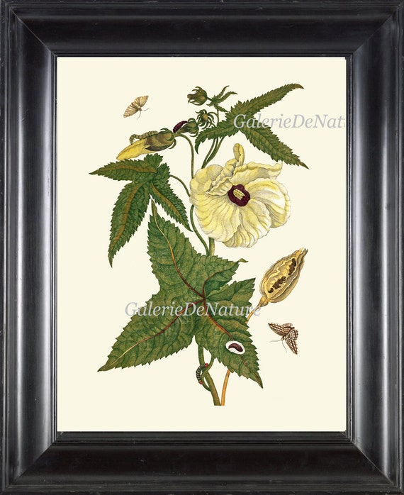 Hibiscus Flower Print SIB18 Beautiful Antique White Tropical - Etsy